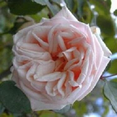 Le rose tea - Roma - Vivaio Taroni