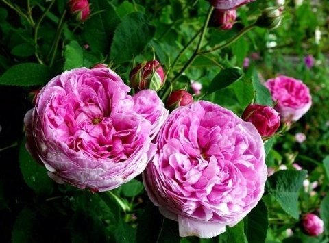 Le rose galliche - Roma - Vivaio Taroni