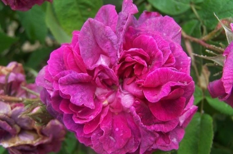 Le rose galliche - Roma - Vivaio Taroni