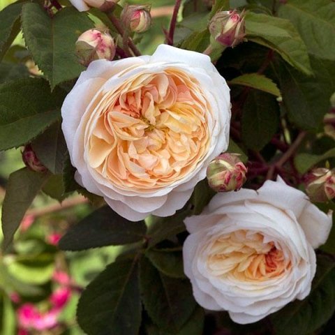 Le rose galliche - Roma - Vivaio Taroni