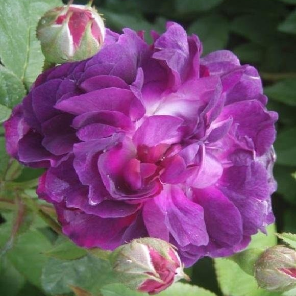 Le rose galliche - Roma - Vivaio Taroni