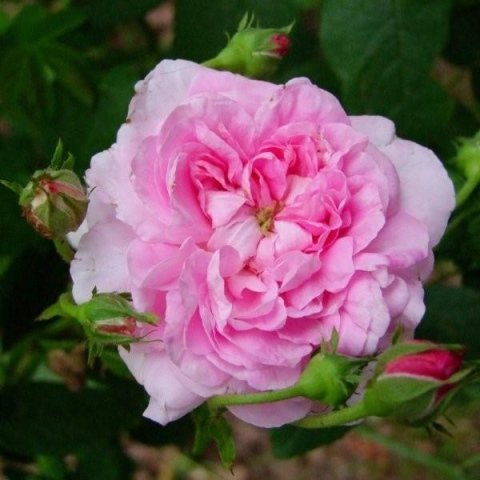 Le rose damasco - Roma - Vivaio Taroni