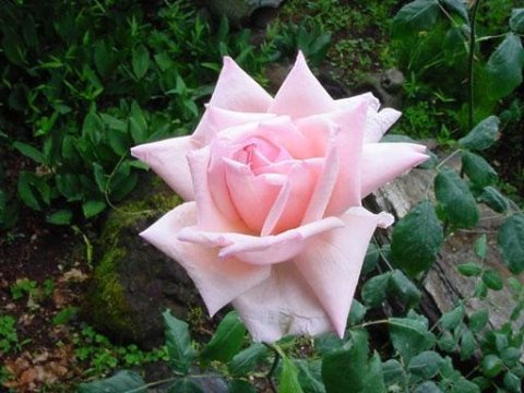 Le rose tea - Roma - Vivaio Taroni