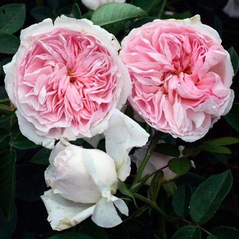 Le rose galliche - Roma - Vivaio Taroni