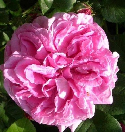 Le rose galliche - Roma - Vivaio Taroni