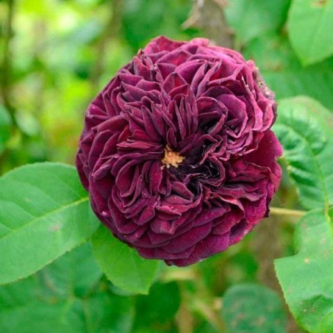 Le rose galliche - Roma - Vivaio Taroni