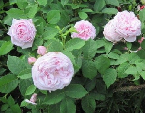 Le rose muschiate - Roma - Vivaio Taroni