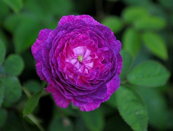 Le rose galliche - Roma - Vivaio Taroni