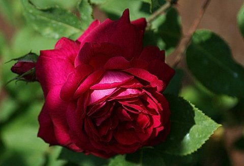 Vivaio, piante e rose - Roma - Vivaio Taroni