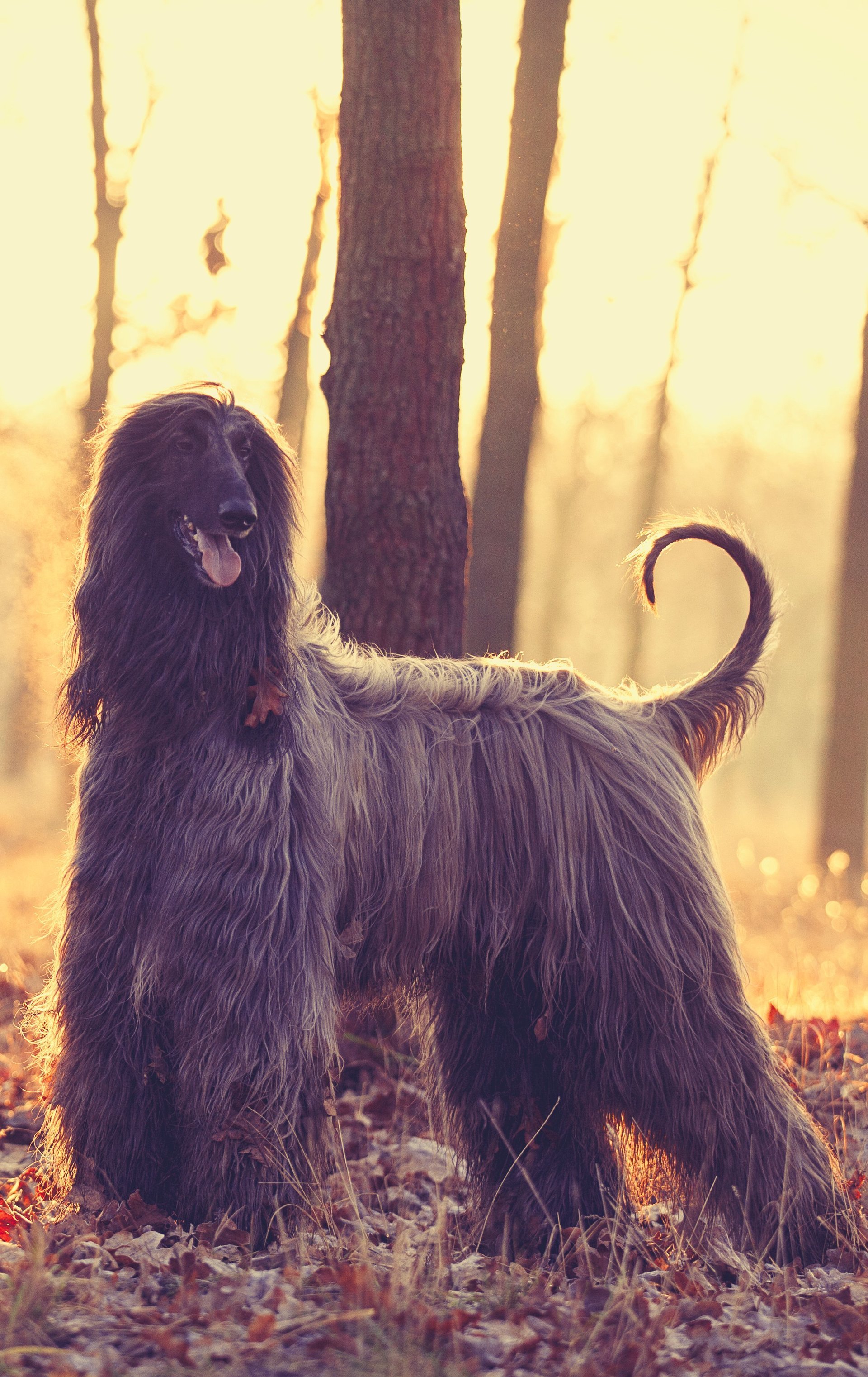 Professional dog boarding in Maidstone