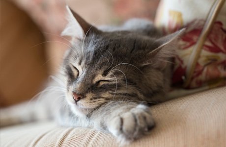 Cat boarding | Court Farm Cattery