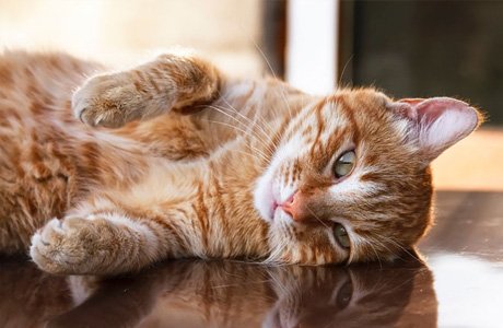 Cat care | Court Farm Cattery