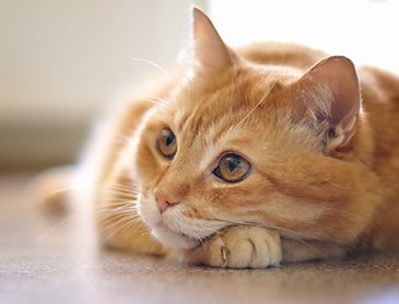 Cattery | Court Farm Cattery