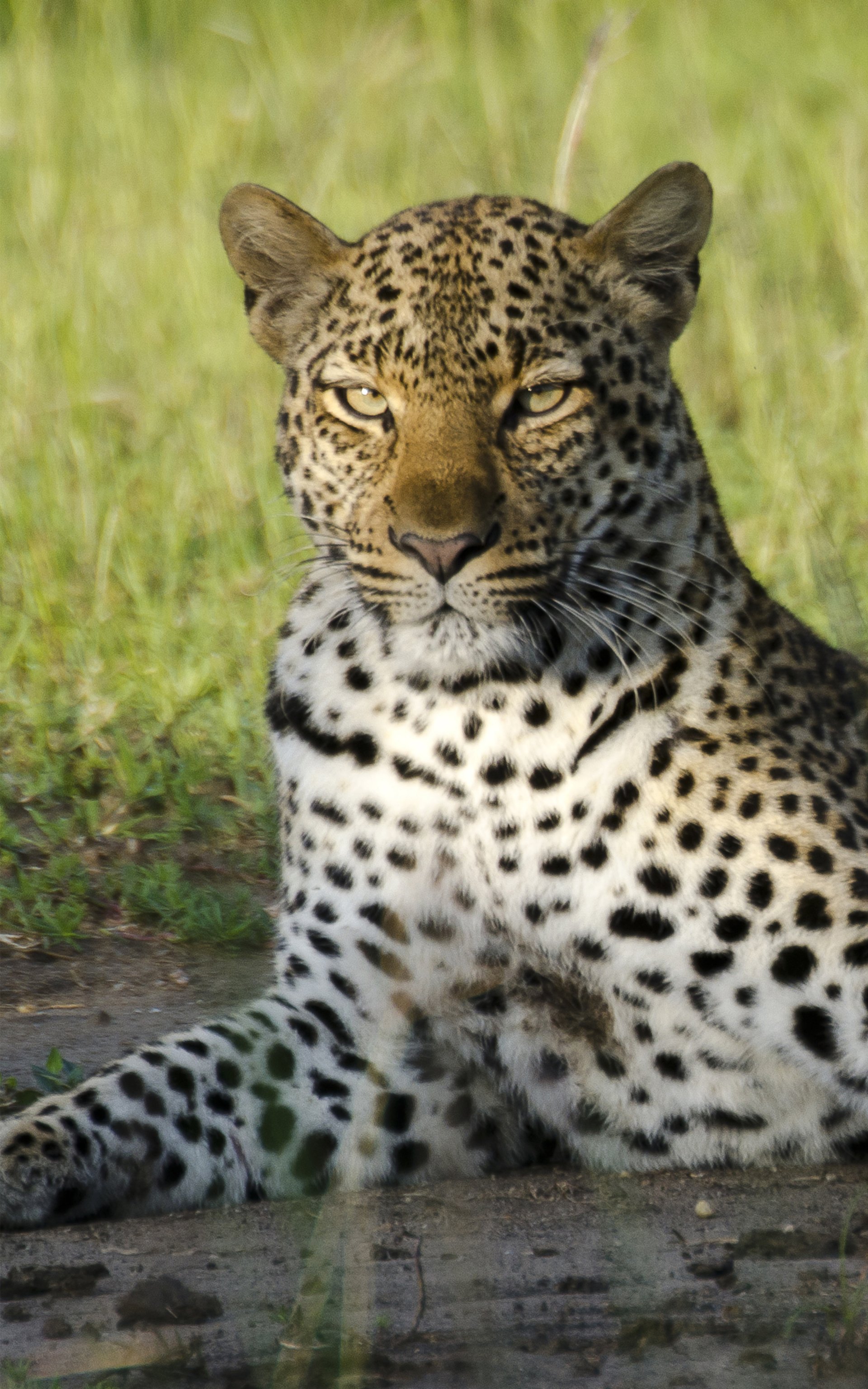 Primates and Predators Safari Uganda - Mist Rwanda Safaris