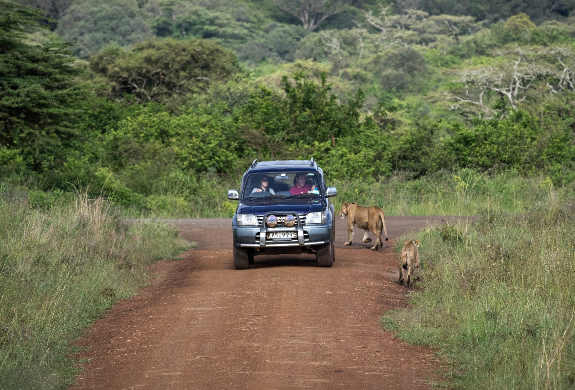 Primates and Predators Safari Uganda - Mist Rwanda Safaris