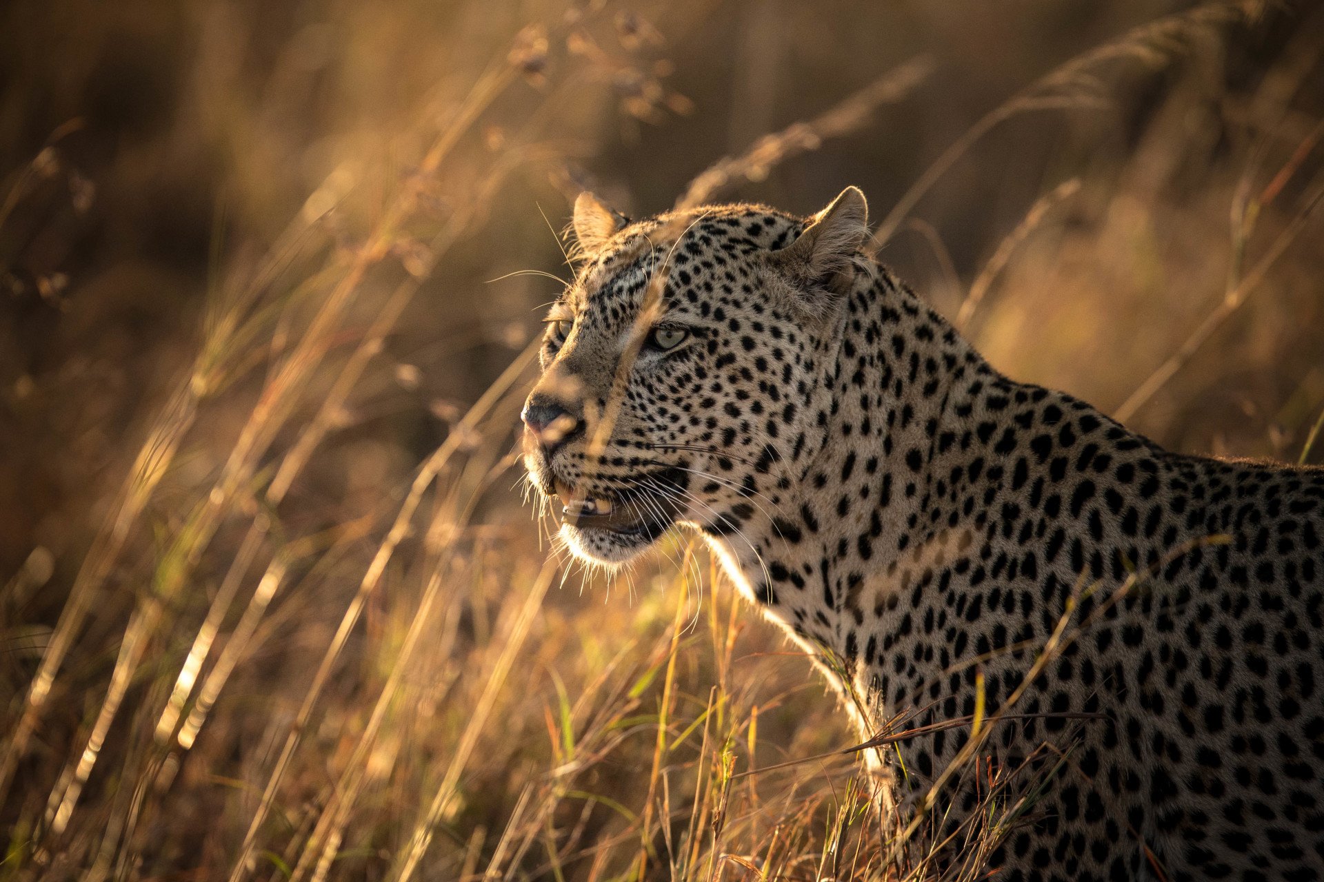 Primates and Predators Safari Uganda - Mist Rwanda Safaris