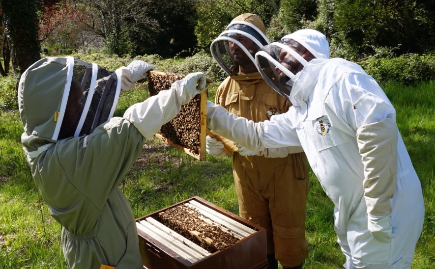 Beekeeping courses, experiences and holidays in France