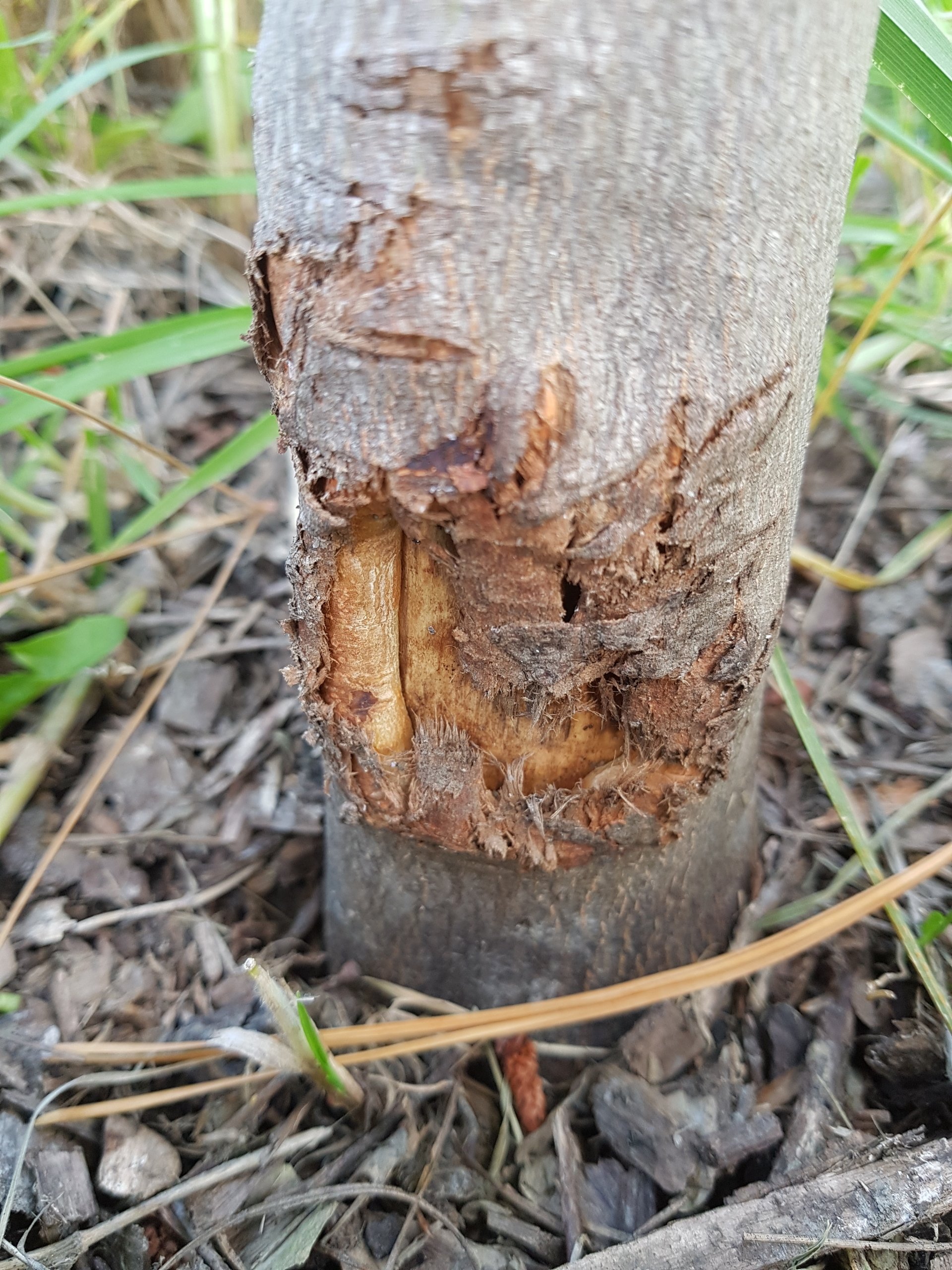 Can a whipper snipper kill a tree?