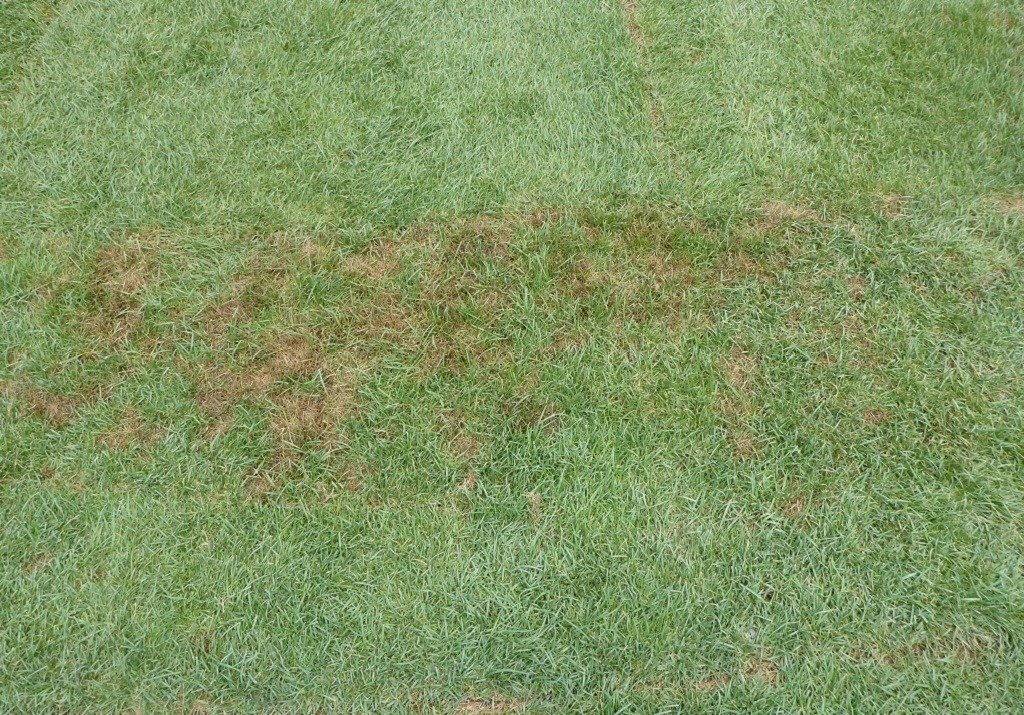 What's the Damage: Pythium Root Rot