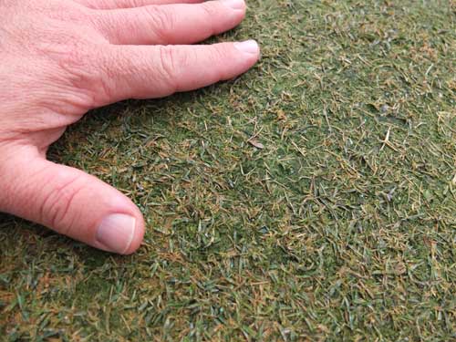 What's the Damage: Pythium Root Rot