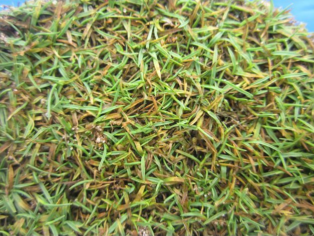 What's the Damage: Pythium Root Rot