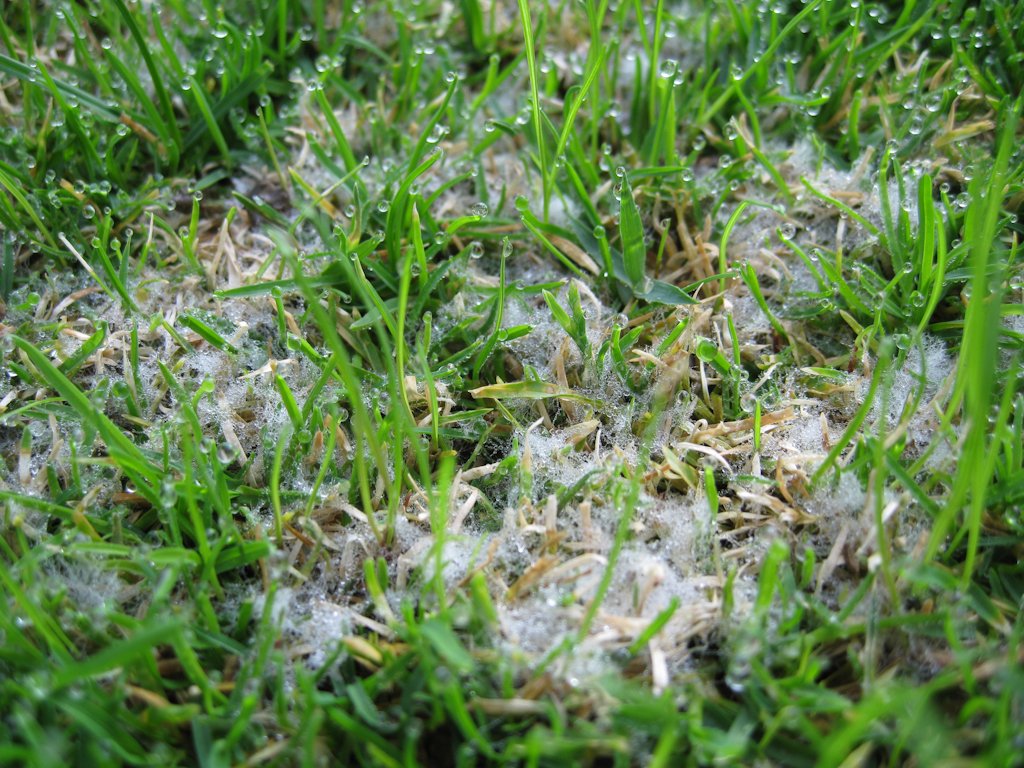 3 Summer Turf Diseases …and How to SOLVE THEM ALL!