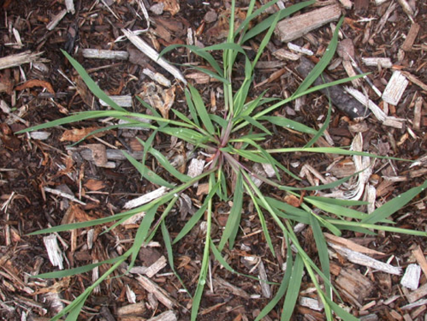 Weed of the Week: Crabgrass