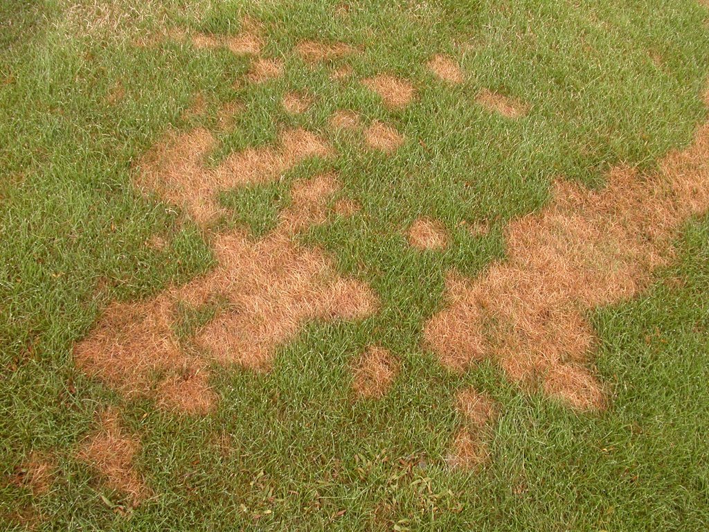 3 Summer Turf Diseases …and How to SOLVE THEM ALL!