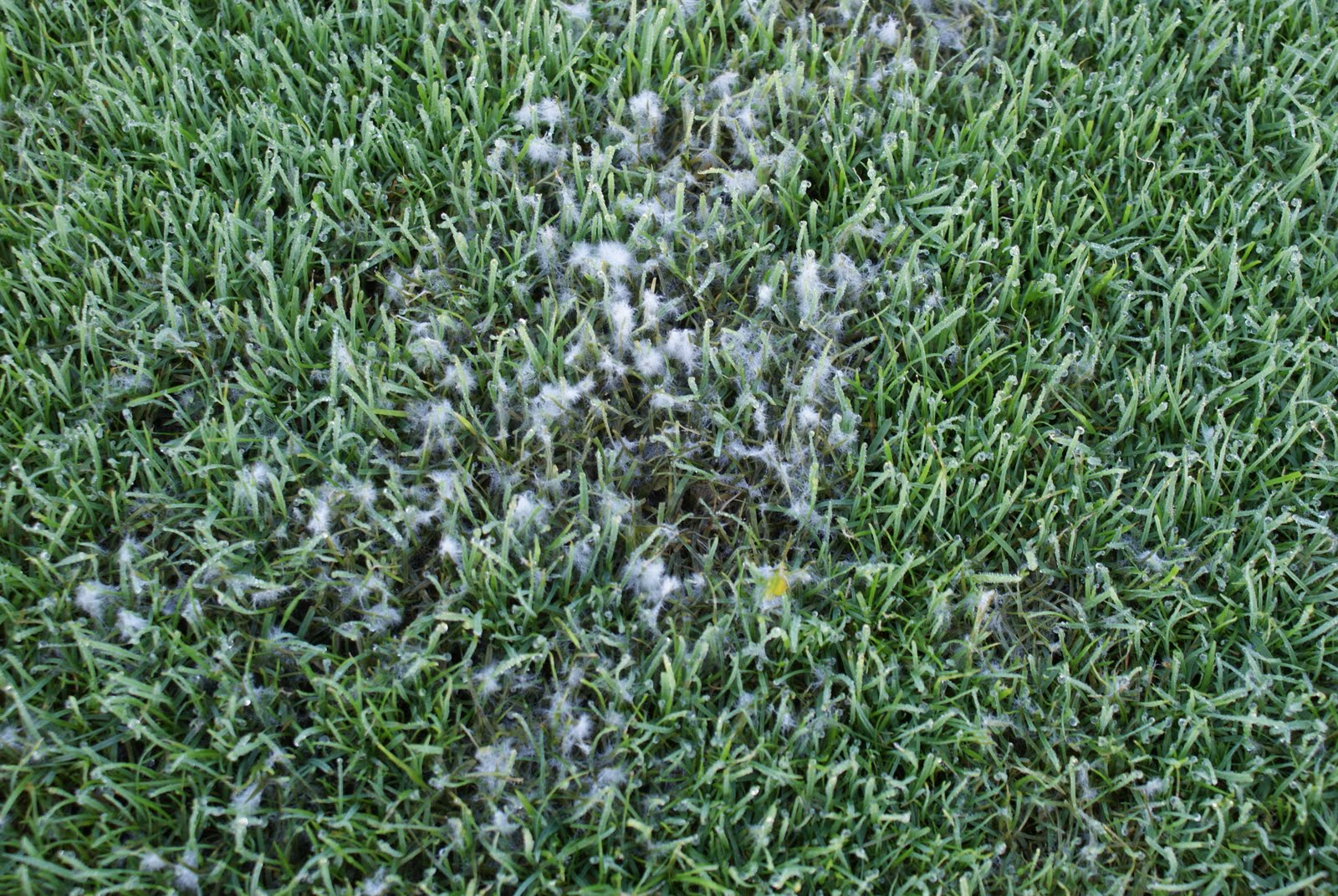 3 Summer Turf Diseases …and How to SOLVE THEM ALL!
