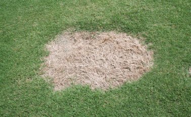 Winter Advisory! Understanding Turf Grass Winterkill