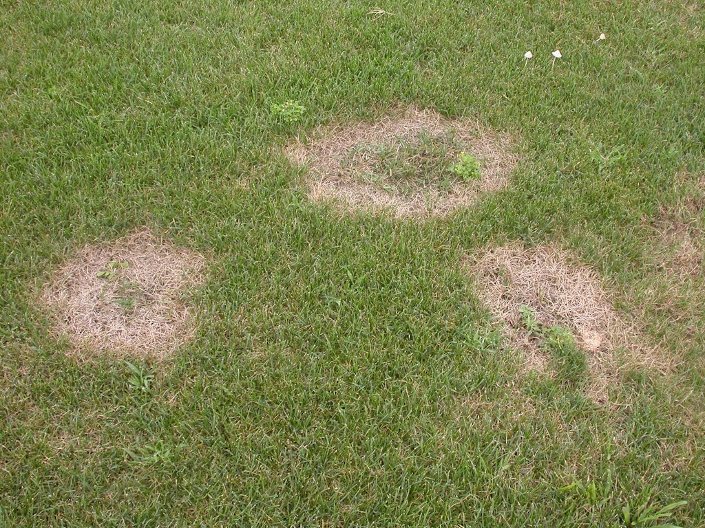 3 Summer Turf Diseases …and How to SOLVE THEM ALL!