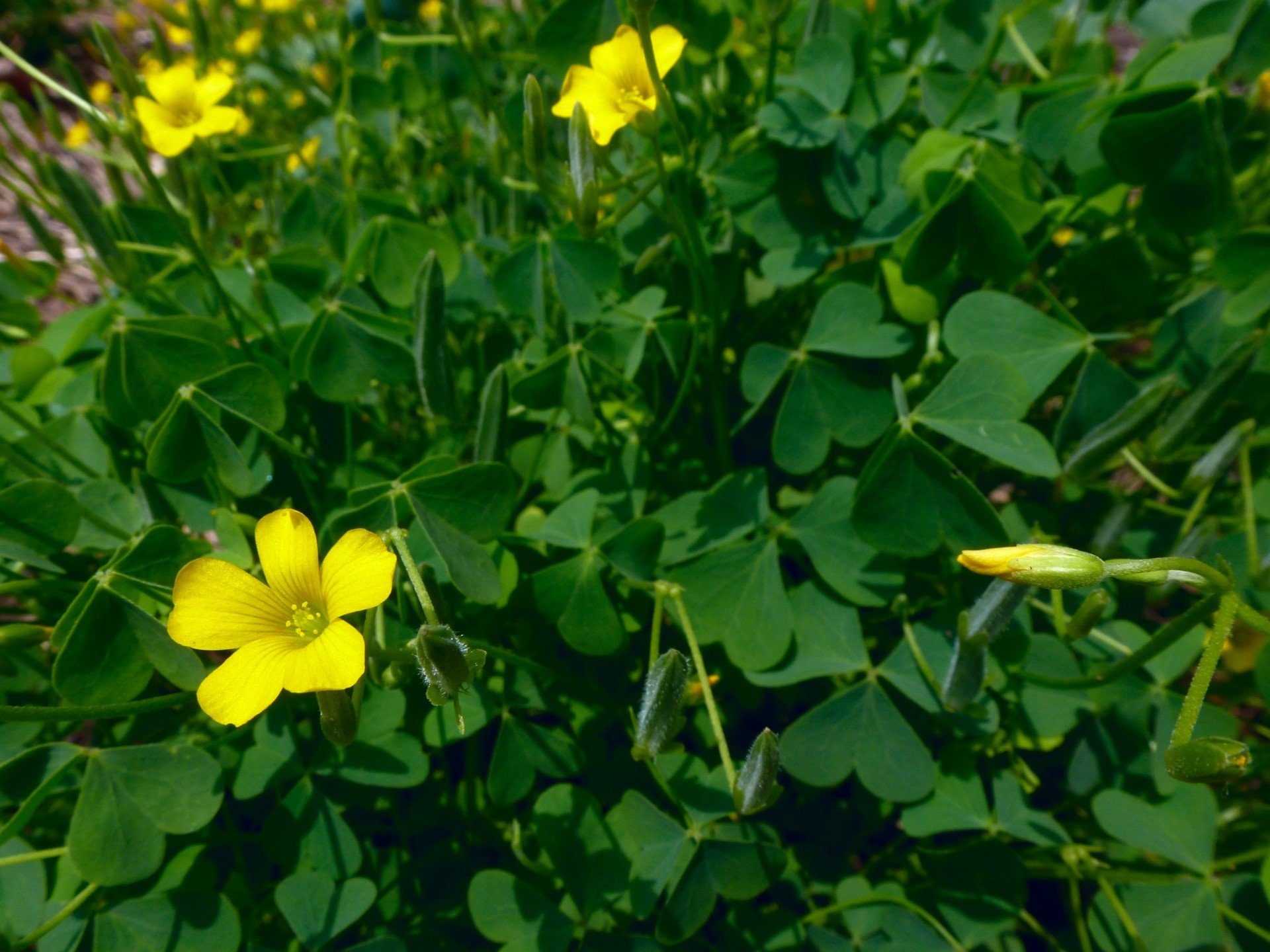Weed Of The Week Yellow Wood Sorrel