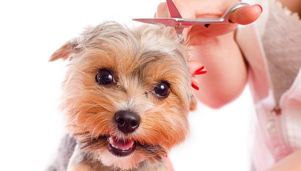 Aloha Pet Mobile Grooming Kitsap Peninsula - Poulsbo, Washington