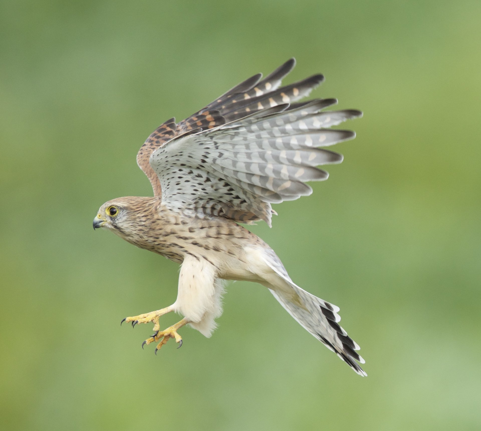 Brine Pit Wildlife Photography - Kestrel hide