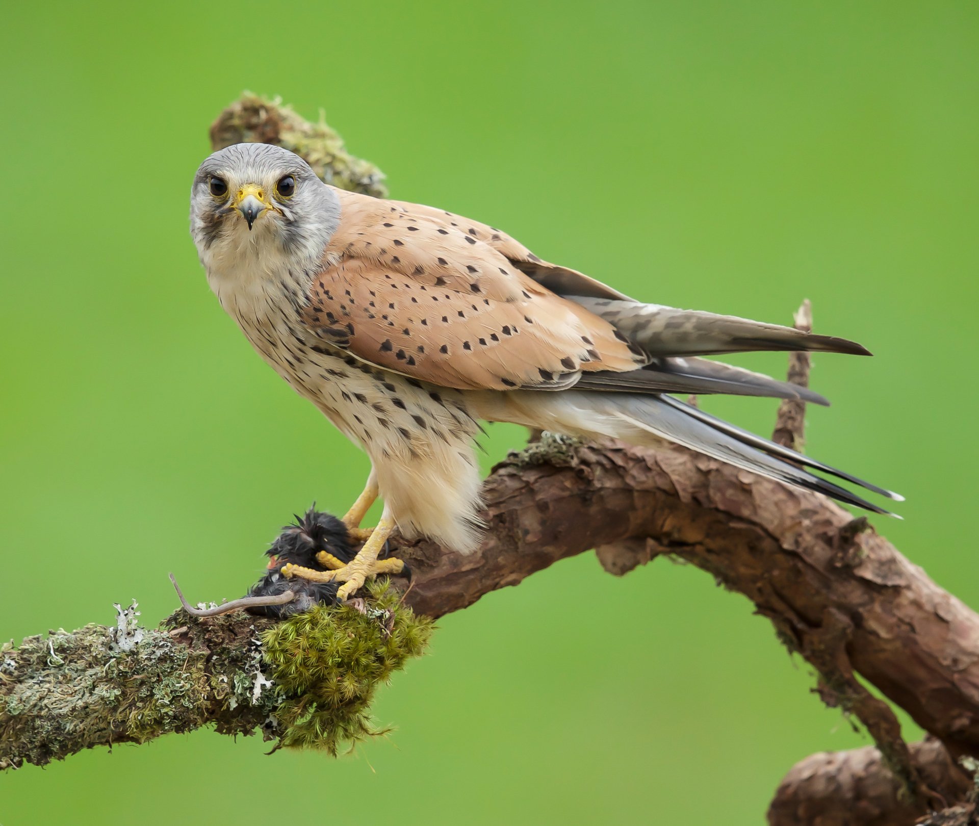 Brine Pit Wildlife Photography - Kestrel hide