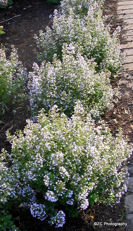 Calamintha Montrose White