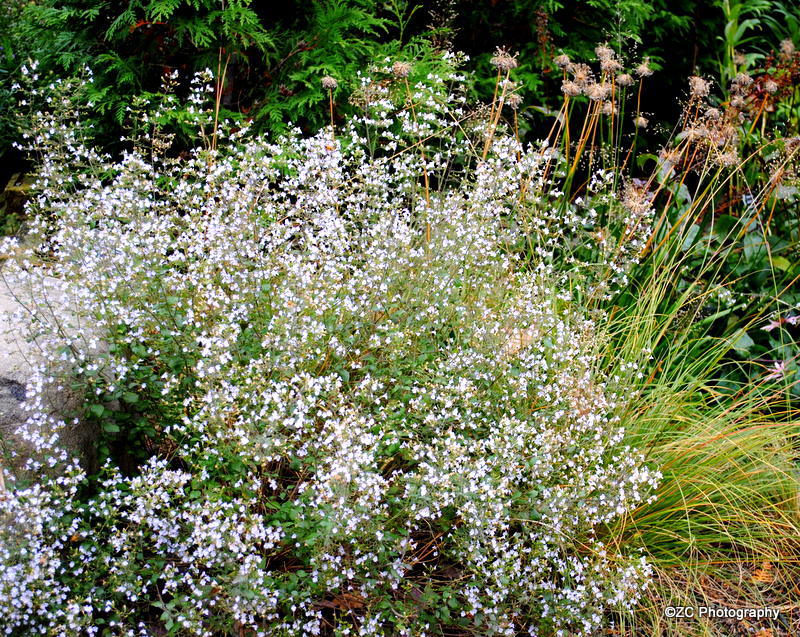 Calamintha Montrose White