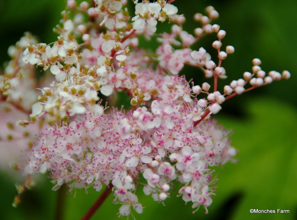 Filipendula palmata 'Elegans'