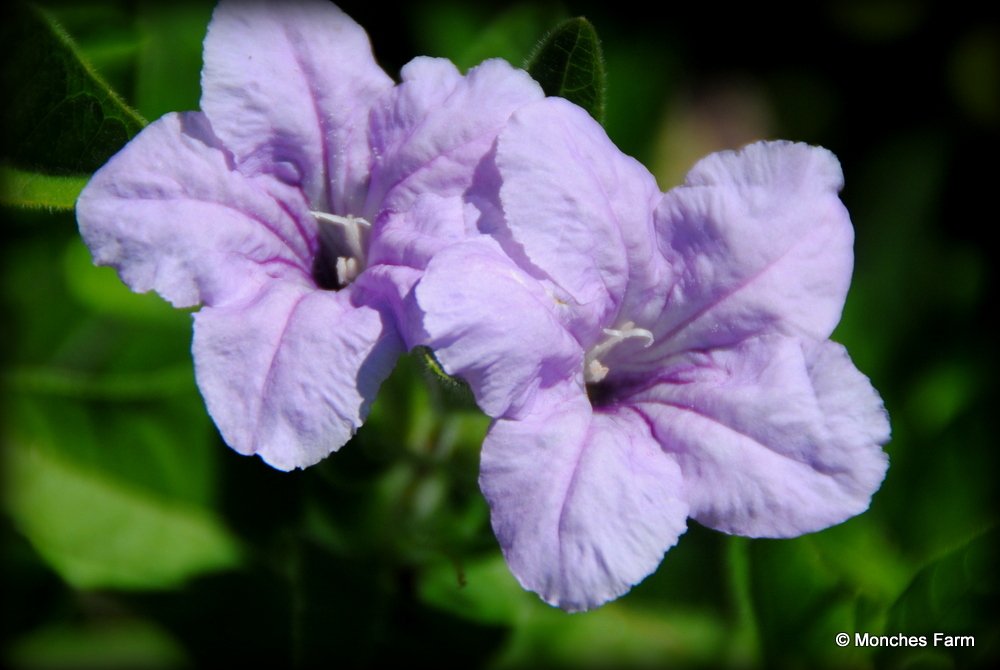 Ruellia humilis
