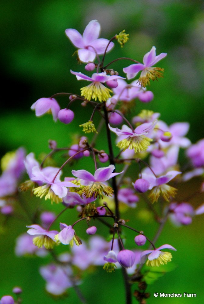 Feature Thalictrum rochebrunianum