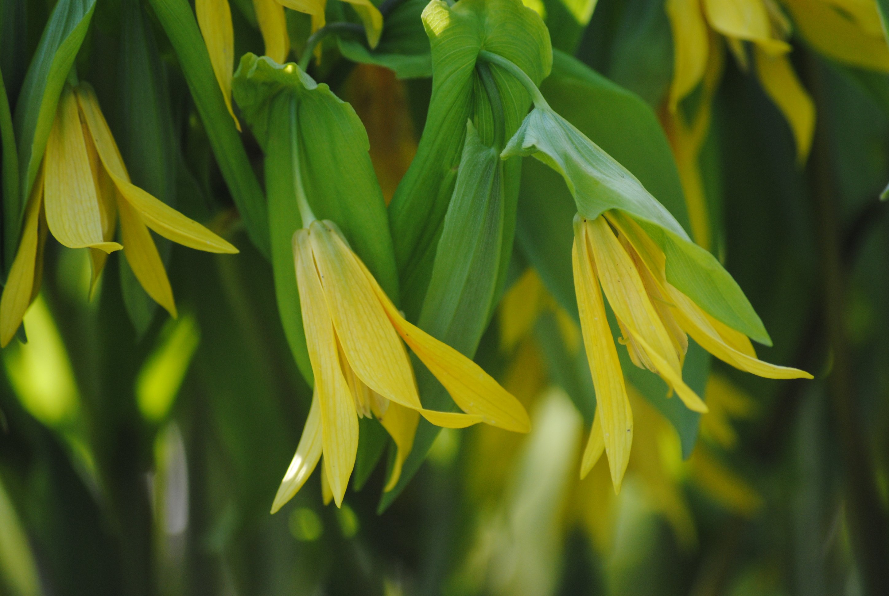 FEATURE Uvularia grandiflora