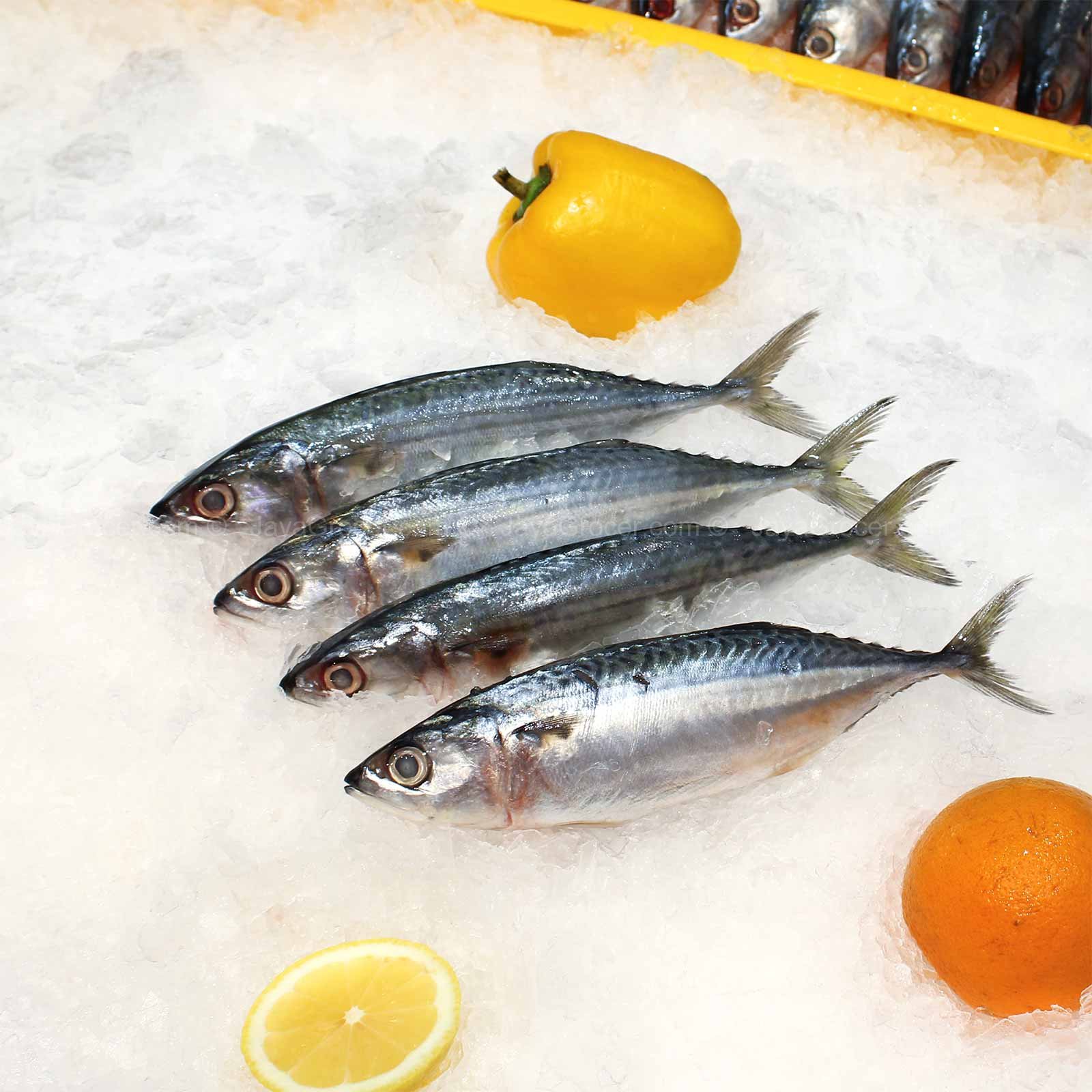 Seafood Supplier Malaysia - Standard Food Solutions
