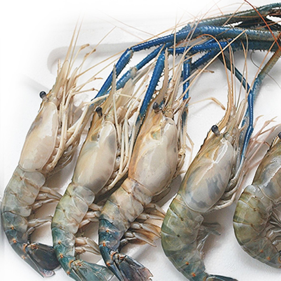 Seafood Supplier Malaysia - Standard Food Solutions
