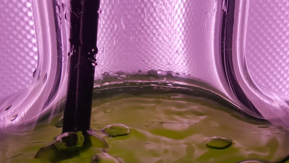 Making algae work | Algenuity