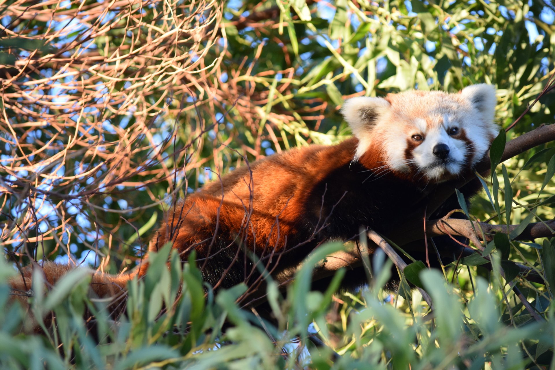 Tasmania Zoo - Riverside, TAS - Animals