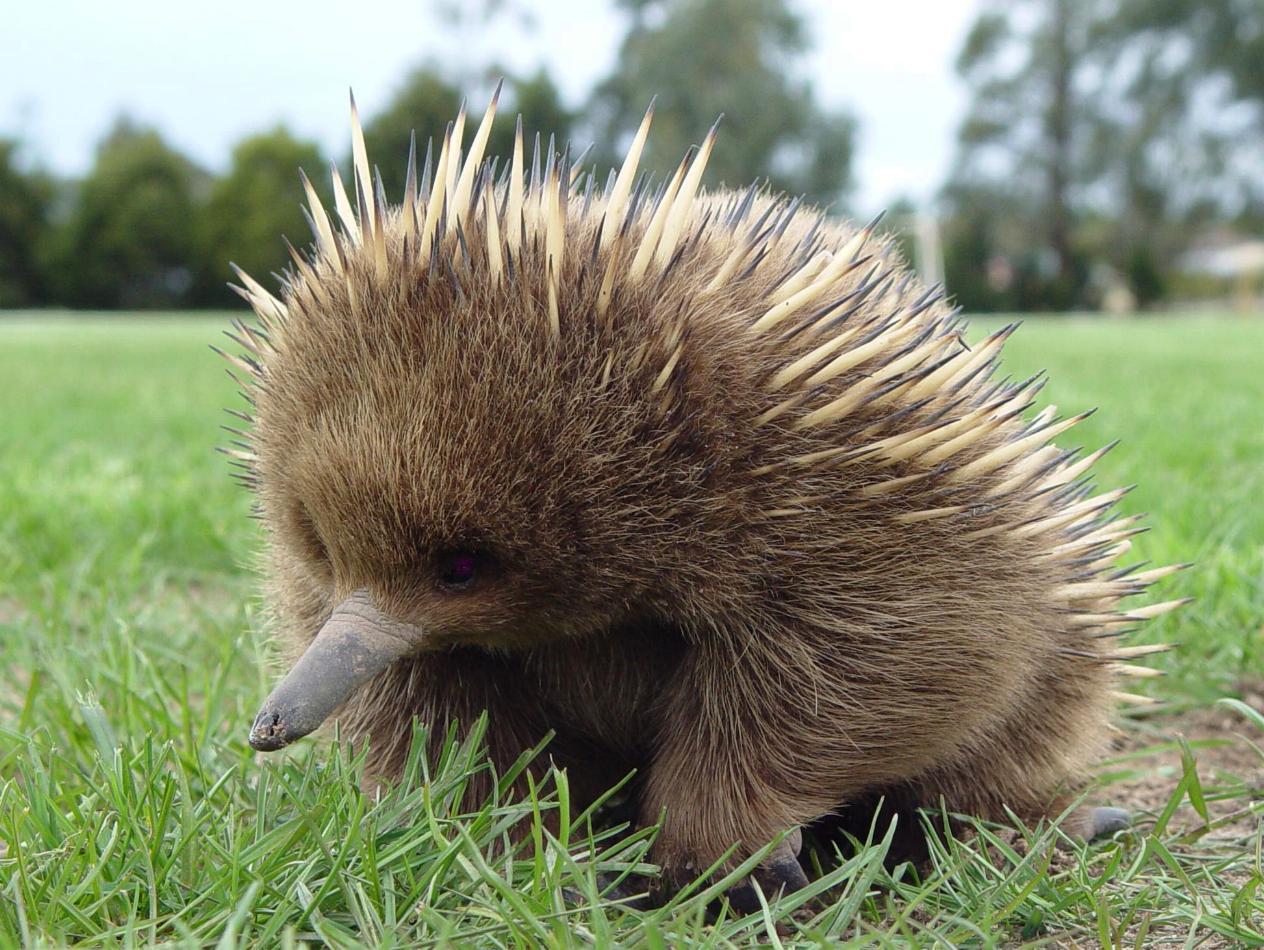 Tasmania Zoo - Riverside, TAS - Animals