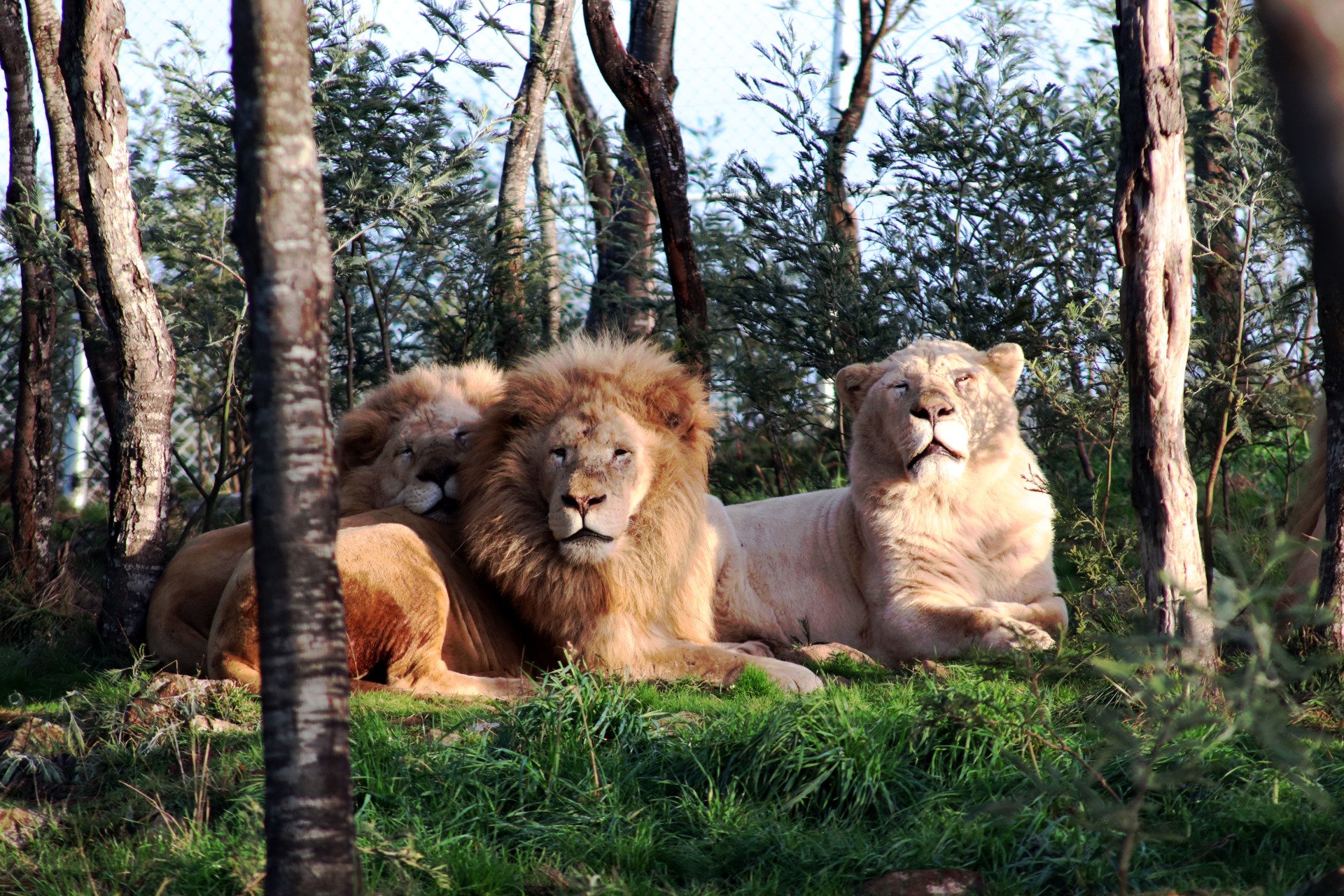 Tasmania Zoo - Riverside, TAS - Animals