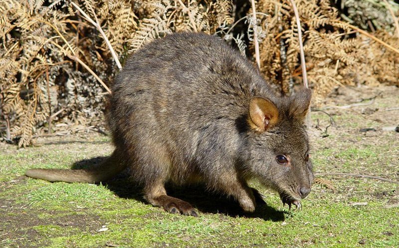 Tasmania Zoo - Riverside, TAS - Animals