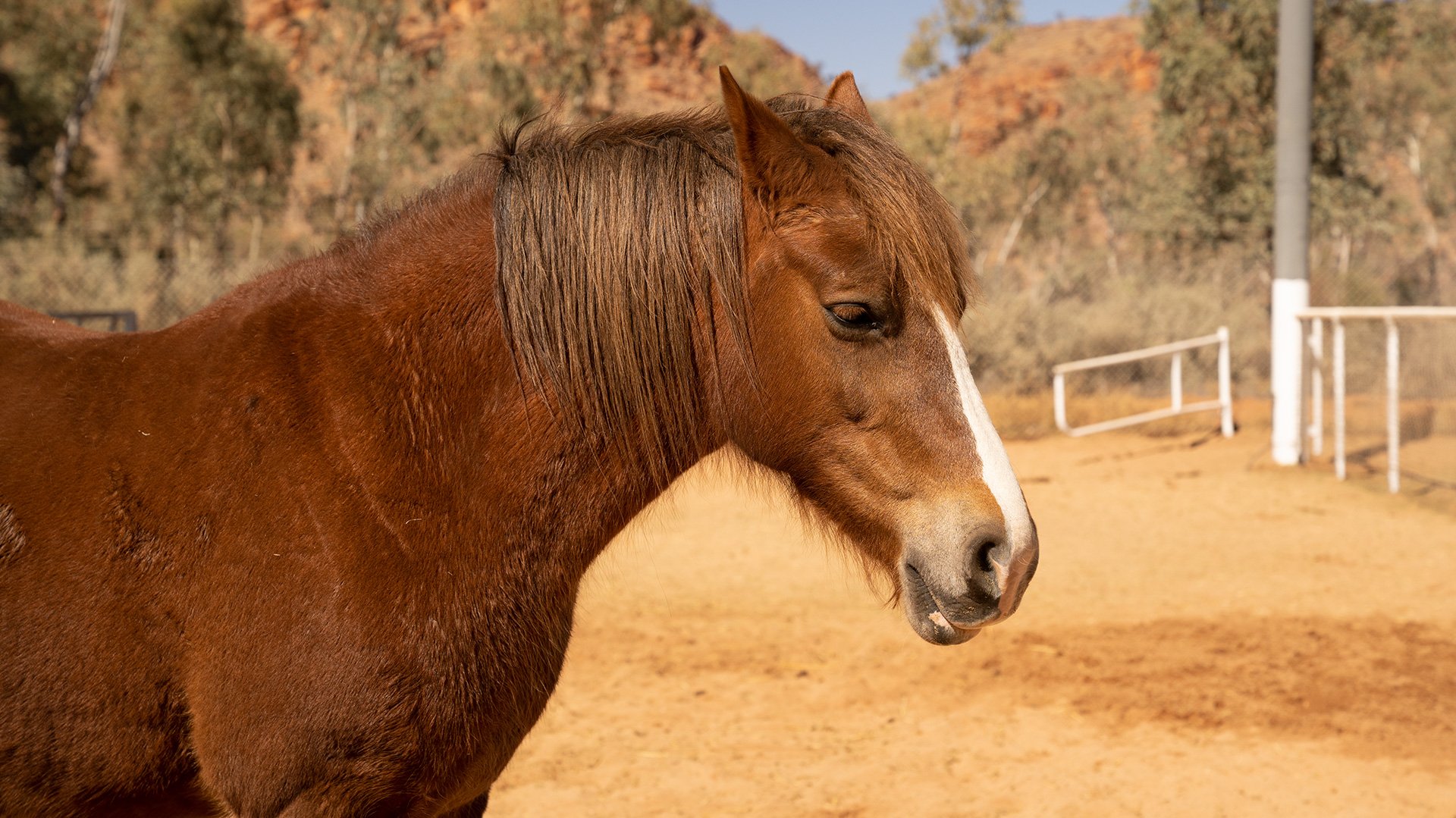 RDA Alice Springs | Riding Therapy Programs