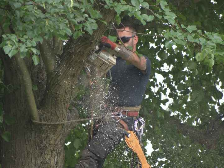 Tree Surgeons | Oakview Tree & Garden Services